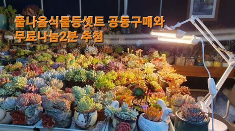 풀나옴식물등자바라셋트 공동구매와 무료나눔2분추첨 문의010 9083 8590 Youtube