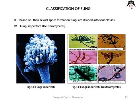 Introduction And Classification Of Fungi Pptx