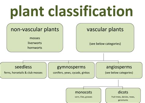 What Is Plant Taxonomy In Botany At Aaron Copeley Blog
