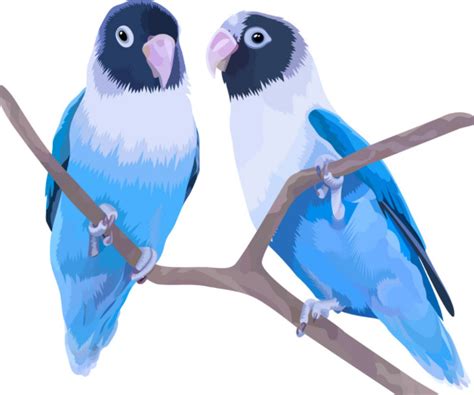 পাখির ছবি । সুন্দর পাখির পিকচার ও ওয়ালপেপার ডাউনলোড Daily Info Bd