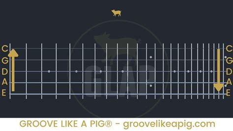 Basse 4 Cordes Ou 5 Cordes Comment Choisir La Bonne