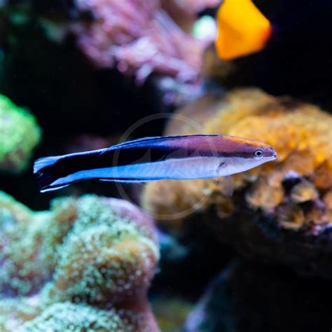 Labroides Dimidiatus Size