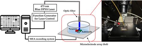 Co Culture Platform For Neuron Astrocyte Interaction Using Optogenetic