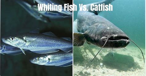 Whiting Fish Vs Catfish A Delicious Showdown For Your Plate