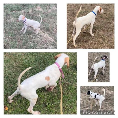 English Pointer