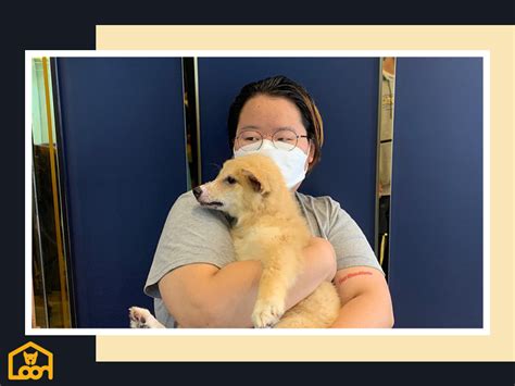 믹스견 천구 책임분양 말티즈무료분양 고양이품종 털안빠지는강아지 애견 강아지키우기 샴고양이 아메리칸숏헤어 말티푸무료분양 빅토리아펫보호소 입양완료