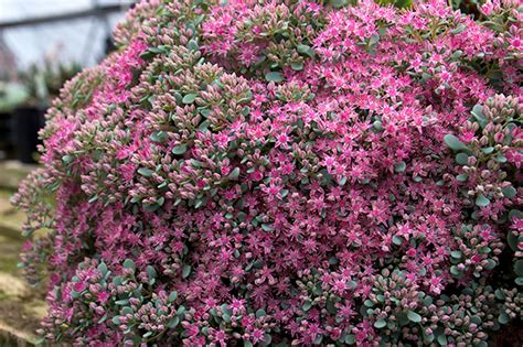 Sedum Cauticolum Lidakense Succulents For Sale