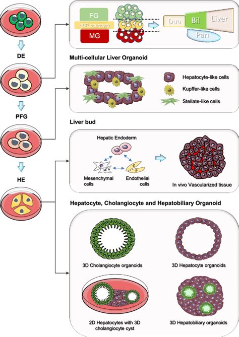 Pluripotent Stem Cell Psc Derived Liver Organoids Pscs Are Provided Download Scientific