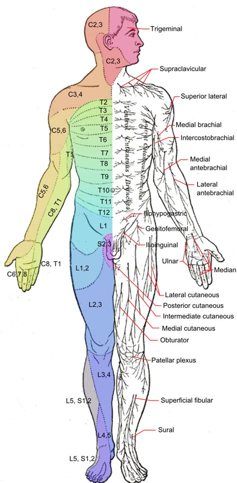 Dermatome Chart Arm Dermatome Map