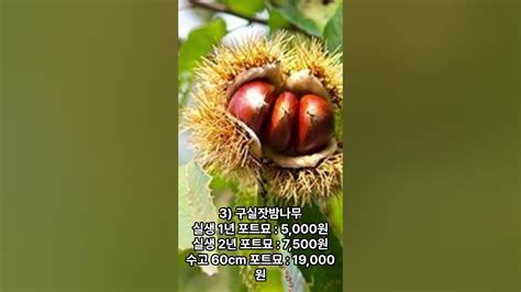 신바람 플랜트 협력농가 판매상품 나무장터com 다양한 밤나무 묘목 판매합니다 Youtube