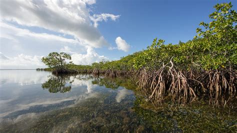 Biscayne Bay