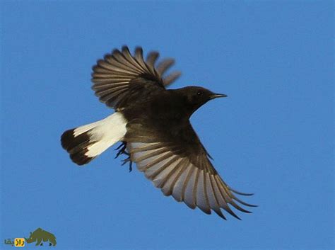 نتایج باورنکردنی؛ این پرنده کوچک قوی‌ترین پرنده جهان است