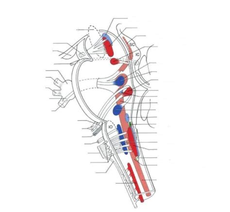 Cranial Nerves Nuclei Diagram Quizlet