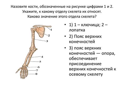 Укажите обозначенные на рисунке элементы строения бедренной кости под номерами 1 2 3