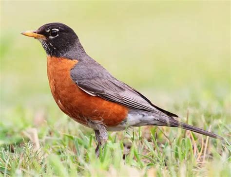 10 Types Of Robin Species Facts And Photos