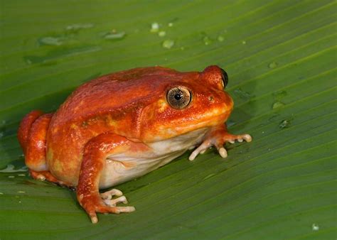 Visit Masoala National Park Madagascar Audley Travel Uk