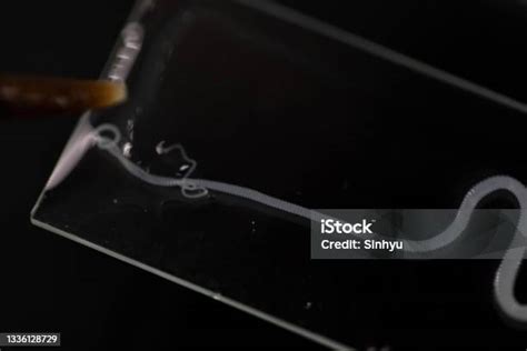 Parasit Atau Cacing Penelitian Adalah Parasit Ikan Air Tawar Di Laboratorium Foto Stok Unduh