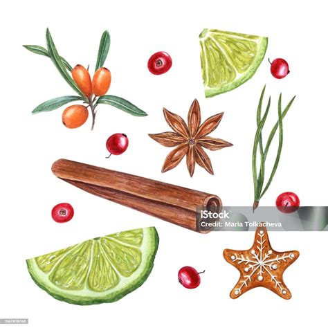 라임 조각 계피 스타 아니스 가문비 나무 바늘 바다 갈매 나무속 진저 브레드 쿠키 붉은 열매의 수채화 세트 흰색 배경에 분리된 클립 아트입니다 크리스마스 디자인을 위한