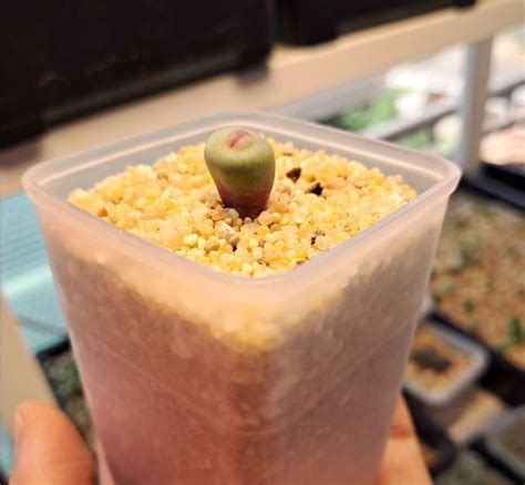 징그러움주의 그렇게 징그럽지는 않을수도 있지만 진짜 이상하게 생긴 식물  💋 인스티즈 Instiz 이슈 카테고리