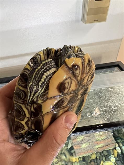 Having Trouble Identifying The Sex Of My Res Any Thoughts Rredearedsliders Having Trouble Identifying The Sex Of My Res Any Thoughts Rredearedsliders