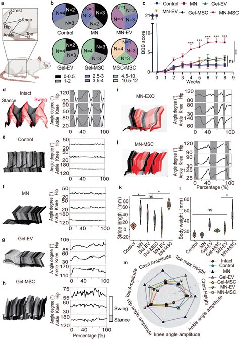 The Hindlimb Locomotor Functional Recovery Of Rats That Underwent Download Scientific Diagram