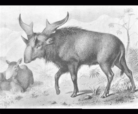 Sivatherium An Ancient Giant