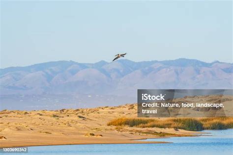 해변의 모래 언덕과 비행 펠리컨 아름다운 산과 배경에 맑은 푸른 하늘 캘리포니아 센트럴 코스트 0명에 대한 스톡 사진 및 기타 이미지 Istock