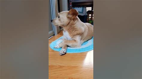 기다리는 강아지🐾 엄마 찾는 고양이🐾 형 엄마 어디 갔어~😿 곧 오실거야 조금만 기다려~🐶 Youtube