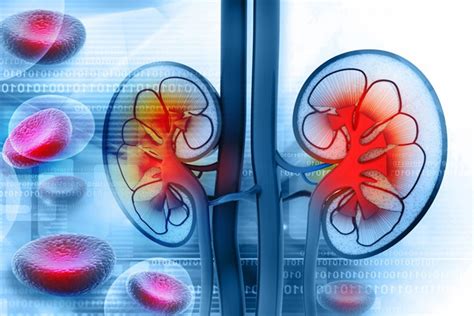 Eritropoetin Nerede Sentezlenir Güncel Oku