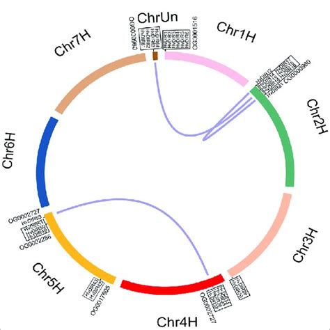 Chromosomal Location And Gene Duplication Of Hvdirs Tandemly