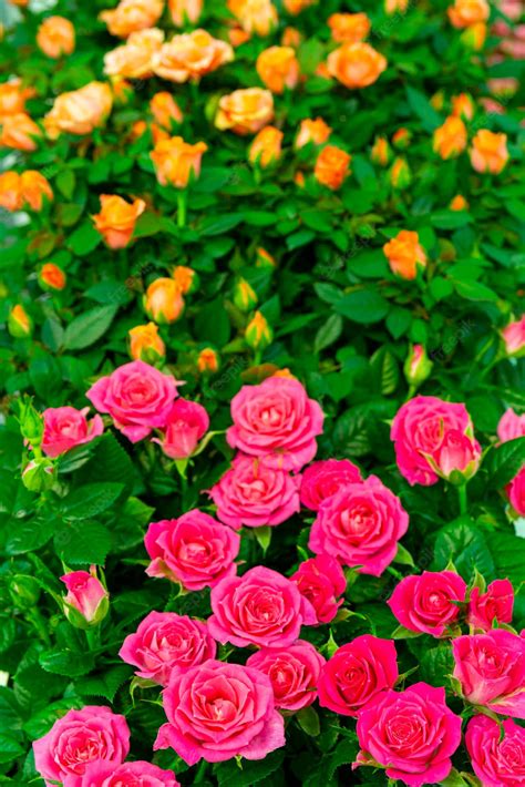 Vackra Blommor Bilder Wallpapers Com