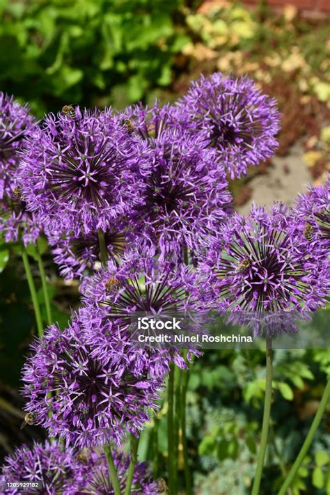 작은 별의 푹신한 공 모양의 호화로운 보라색 알리움 꽃 흐릿한 배경에 정원에서 양파 식물의 보라색 파란색 꽃입니다 꽃 배경입니다 0명에 대한 스톡 사진 및 기타 이미지