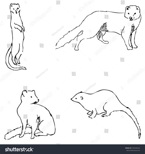 Mongoose Sketch By Hand Pencil Drawing 库存矢量图（免版税）595949264 Shutterstock