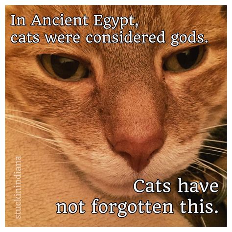 Egypt Cat Meme Tiktok At Joyce Hartmann Blog Egypt Cat Meme Tiktok At Joyce Hartmann Blog