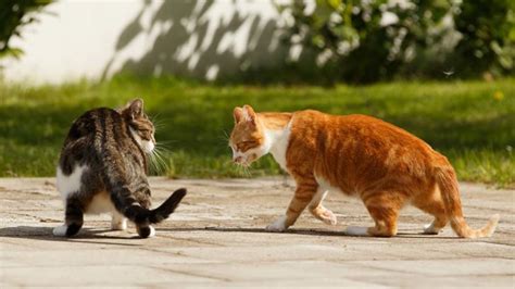 M O Nh Nhau X C Nh Nguy N Nh N V C Ch Ng N Ch N