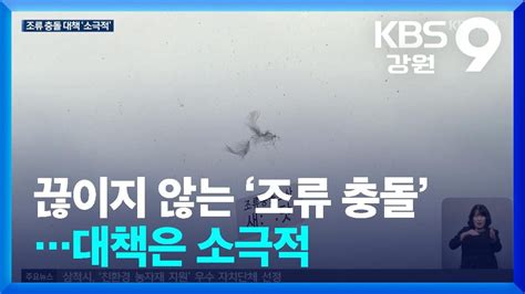 끊이지 않는 ‘조류 충돌…대책은 소극적 Kbs 2024 10 18 Youtube