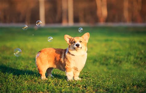 녹색 젊은 잔디에 서 있는 재미 있은 생강 코기 강아지의 초상화 화창한 초원 및 반짝이 비누 거품을 잡기 펨브록웰시코기에 대한