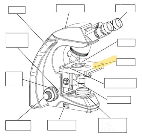 Bio224 Lab Chapter 1 Microscope Flashcards Quizlet