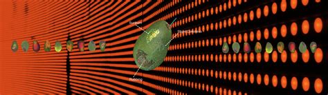 How Biometics Artificial Intelligence Optimizes Fruit Quality