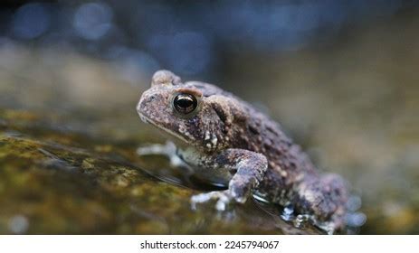 Tiny Toad Royalty Free Images Stock Photos Pictures Shutterstock