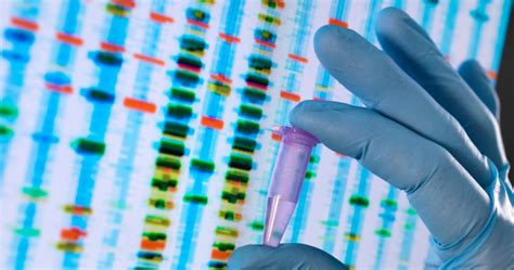 Gene Expression Patterns During Intramuscular Fat Development In Cattle Wagyu Evolution