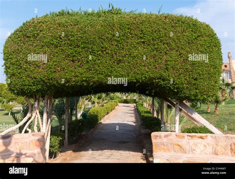 Trees Forming An Arch Above The Path Stock Photo Alamy