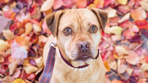 Pug Mixed Pitbull Puppies Pictures And Temperament