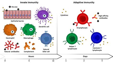 1106 Active And Passive Immunity Biomed Foundation