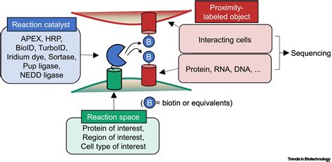 Proximity Labeling An Enzymatic Tool For Spatial Biology Trends In