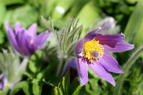 Karukell Lilled Looduslikud Ja Püsikud Ja Mitte Ainult