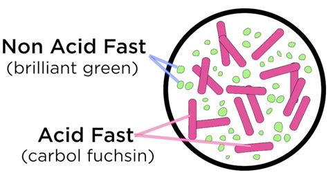 Acid Fast Stain