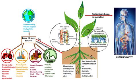 Schematic Diagram Shows Various Natural And Anthropogenic Sources Of