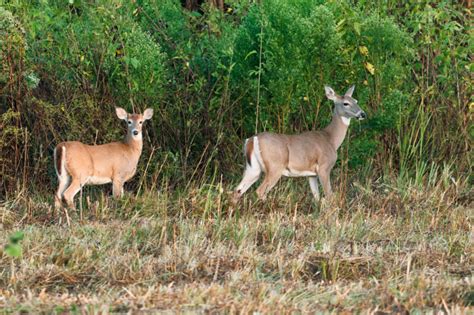 Wildlife Deer Buck And Doe New York State Whitetail Deer News