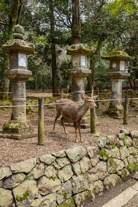 Sacred Nara Deer Stands Near Ancient Stone Lanterns In Japan Stock